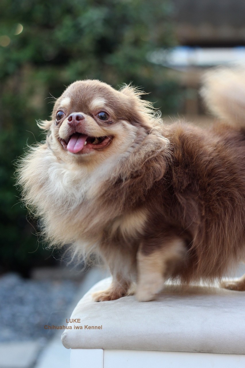 Luke - Chihuahua iwa Kennel