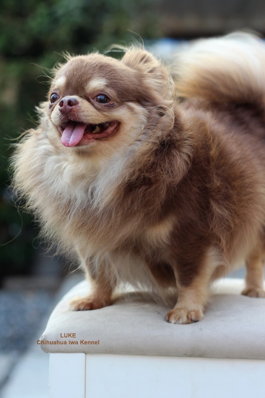 Male Breeder - Chihuahua iwa Kennel